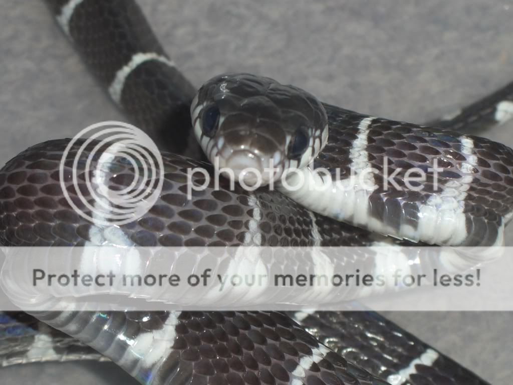 Boiga update | Reptile Forums