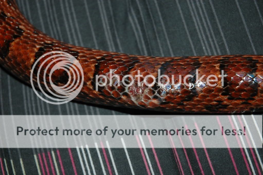 Help, nasty lump on corn snake | Reptile Forums